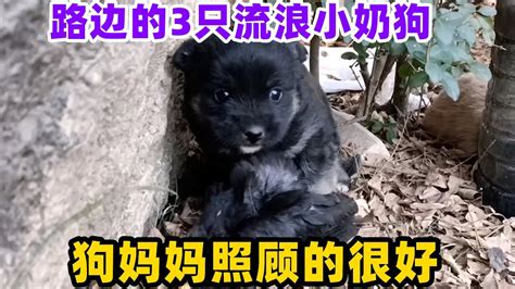 路边的3只流浪小奶狗，慢慢长大了，狗妈妈照顾的很好 Youtube