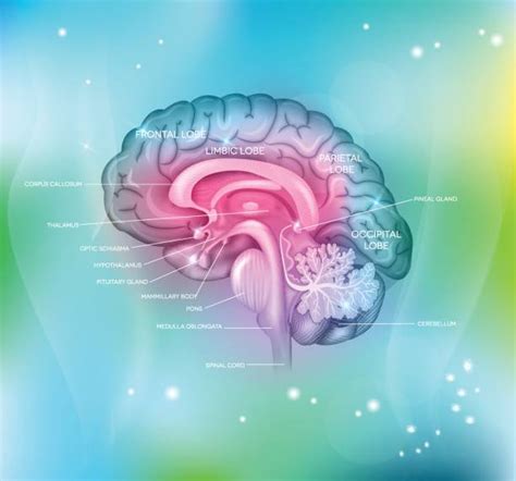 20 Brain Grooves Illustrations Royalty Free Vector Graphics And Clip