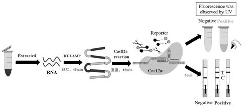 一种基于rt Lamp和crispr Cas12a的猪塞内卡病毒可视化检测方法与流程
