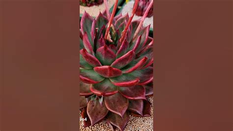 골드러쉬와 매혹의 창들~~😍😍 Youtube