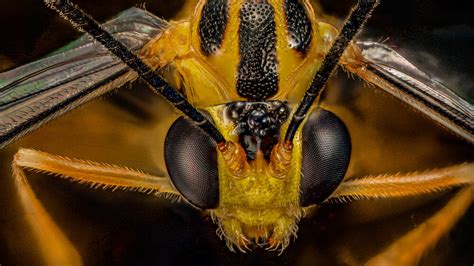 Review of Apexel 100mm Macro Lens for Cellphone — Allan Walls Photography