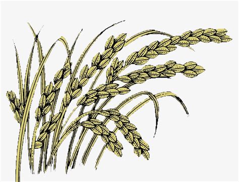 Rice Field Drawing At PaintingValley Com Explore Collection Of Rice