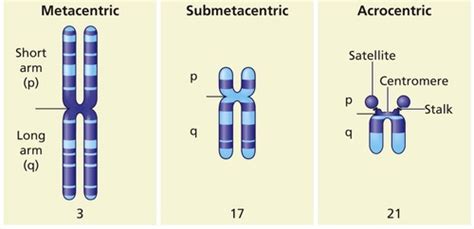genetics and inheritance flashcards quizlet