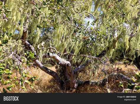 Old Growth Oak Tree Image And Photo Free Trial Bigstock