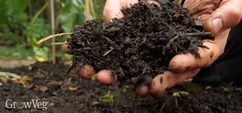 Plan Your Perfect Vegetable Garden Layout