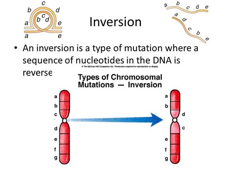 inversion mutation