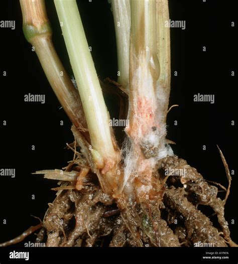 Fusarium Skin Infection