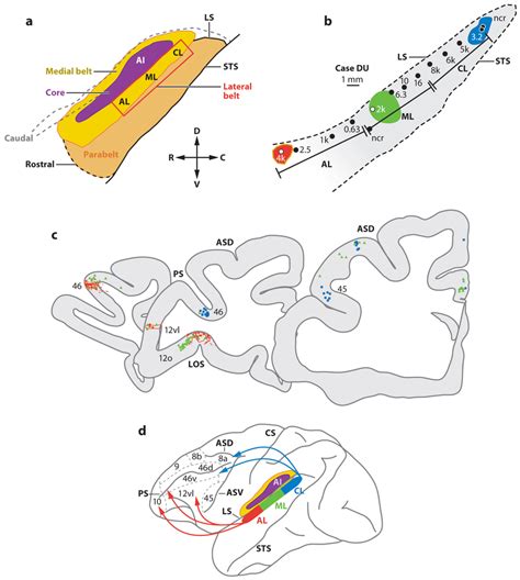 Connections Of The Prefrontal Cortex With Physiologically Characterized Download Scientific