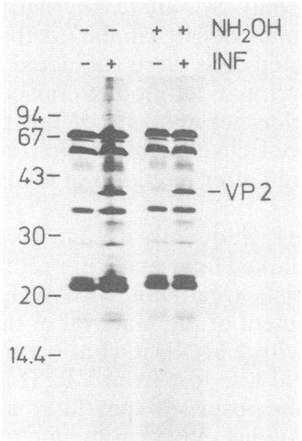 Hydroxylamine Treatment Of Cell Lysates Separated On 15 Gels Cell