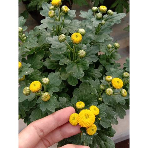 Bunga Kancing Kuning 58 Koleksi Gambar