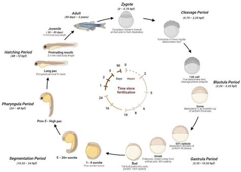 Zebrafish Development