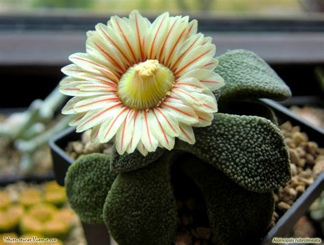 Lithops Stories: Aloinopsis flowers (3 pics)