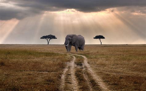 Wild Nature Wallpapers Top Free Wild Nature Backgrounds Wallpaperaccess