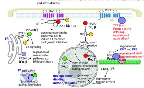 Summary For The Known And Supposed Roles Of Pp2a B Subunits In Download Scientific Diagram