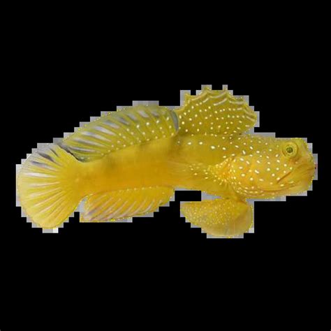 Gobieswatchman False Yellow Spotted Aqualife