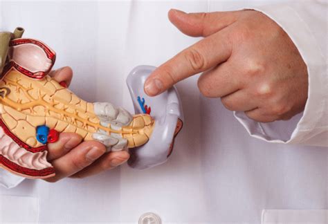 Glucagon O Que é E Quais São Suas Aplicações