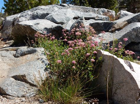 Rosy Spiraea Sparrowhawk Native Plants