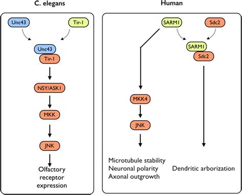 Sarm1 Mediated Signaling In C Elegans And Humans In C Elegans