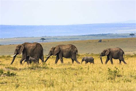 What Is Postgresql Distinct Clause How To Use It Estuary