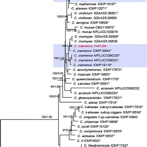 Maximum Parsimony Tree Obtained From A Heuristic Search Of The Combined Download Scientific