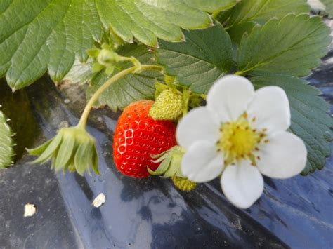 의식동원 약식동원 딸기 딸기의 영양 딸기 효능 딸기 고르는 방법과 보관법 딸기 부작용