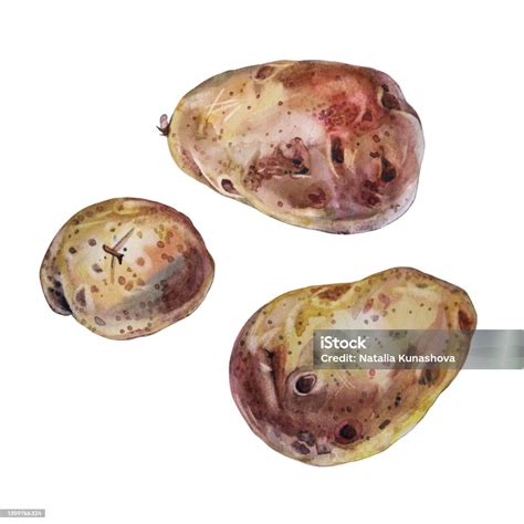 흰색 배경에 격리 된 수채화 감자를 설정합니다 수프 칩 감자 튀김을 위한 손으로 그린 야채 뿌리 건강을 위해 전분과 가을 음식 수확 요리책 주방 메뉴엘리먼트 클립아트 가을에