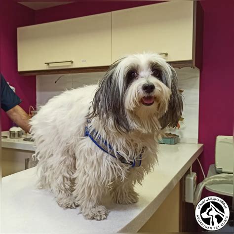 ‎بیمارستان دامپزشکی ابوریحان شبانه روزی‎ ‎💛😍جسیکا خوشگل با نمک هستم😍💛