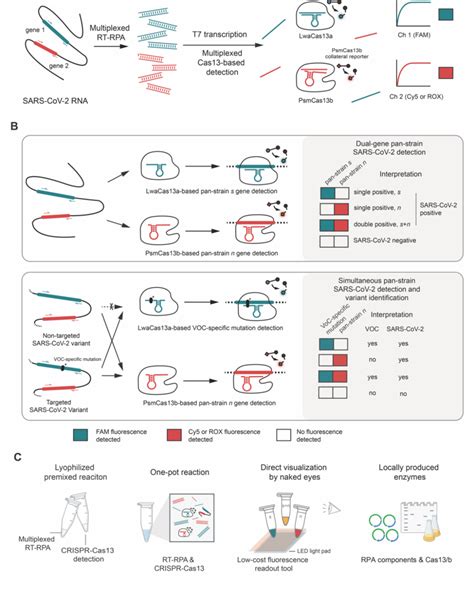 A Multiplexed Cas13 Based Assay For Simultaneous Sars Cov 2 Detection Download Scientific