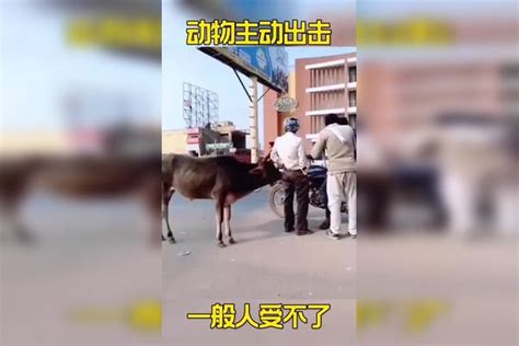 每天搞笑视频不断 搞笑视频配音