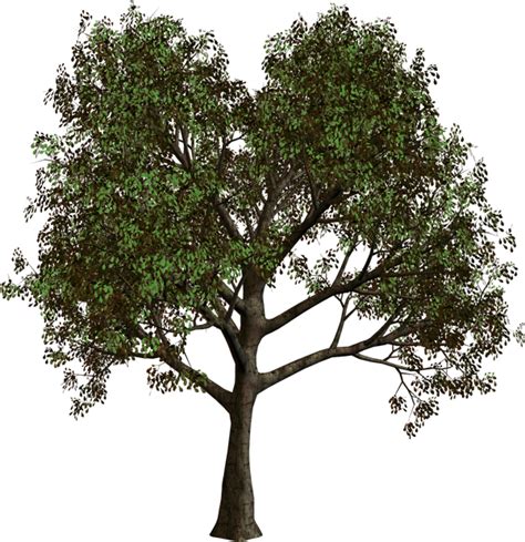 Forest Clipart Png 20 Free Cliparts Download Images On Clipground 2019