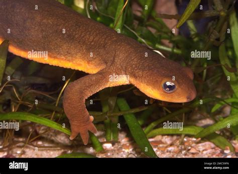 Detailed Closeup On A Male Poisonous Californian Rough Skinned Newt Taricha Granulosa Stock