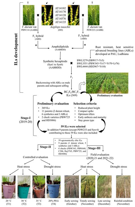 Stress Adaptive Plasticity From Aegilops Tauschii Introgression Lines Improves Drought And Heat