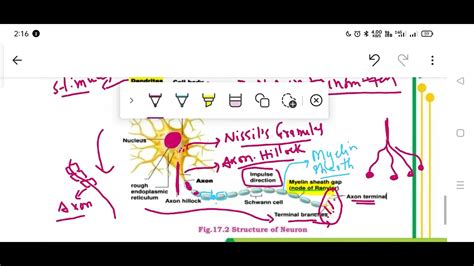 Neuron Structure And Types Of Neurons Dendrites Neuroglia New
