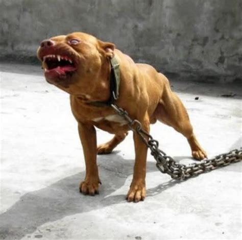 父女两次被比特犬咬伤，原因让人警醒：过度溺爱让它自认老大！