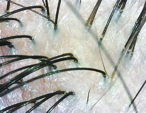 5α Juniper Scalp Purifying Liquid Shampoo Aromase