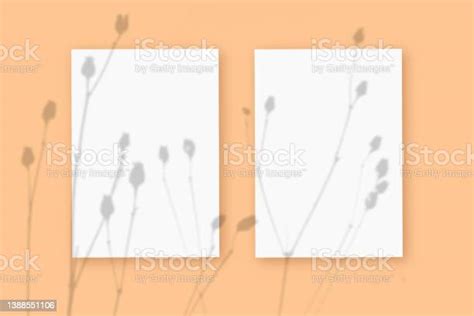 자연광은 베이지 색 질감의 배경에 누워 흰색 질감 종이 형식의 2 수직 시트에 식물에서 그림자를 캐스팅합니다 모형 0명에 대한 스톡 벡터 아트 및 기타 이미지 Istock