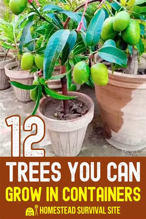 Trees You Can Grow In Containers