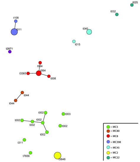 the figure represents as a minimum spanning tree based on mlva types