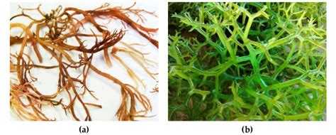 A Agarophyte Gracilaria Sp And B Caragenophyte Eucheume Spp Download Scientific