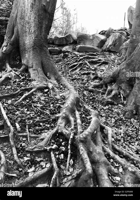 Abstract Tree Roots Black And White Stock Photos Images Alamy