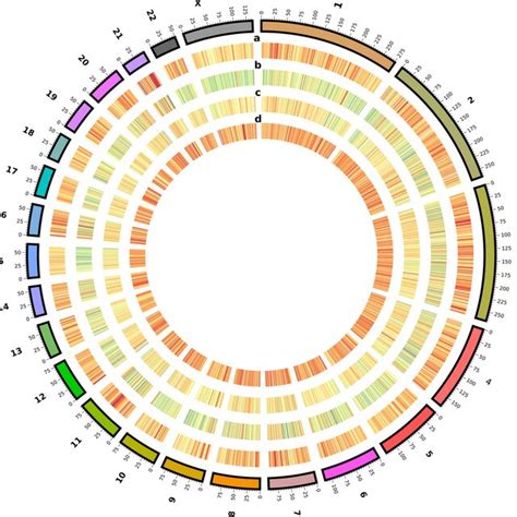 Circos Visualization Showing Tads Significant Interactions In Muntjac