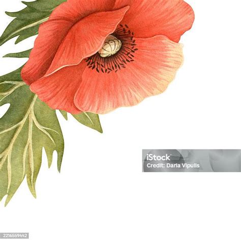 녹색 잎 근접 촬영 프레임과 함께 빨간 양귀비 꽃 흰색 배경의 꽃 식물 템플릿입니다 Remembrance Anzac Victory Veterans Day 준비 장식 직물