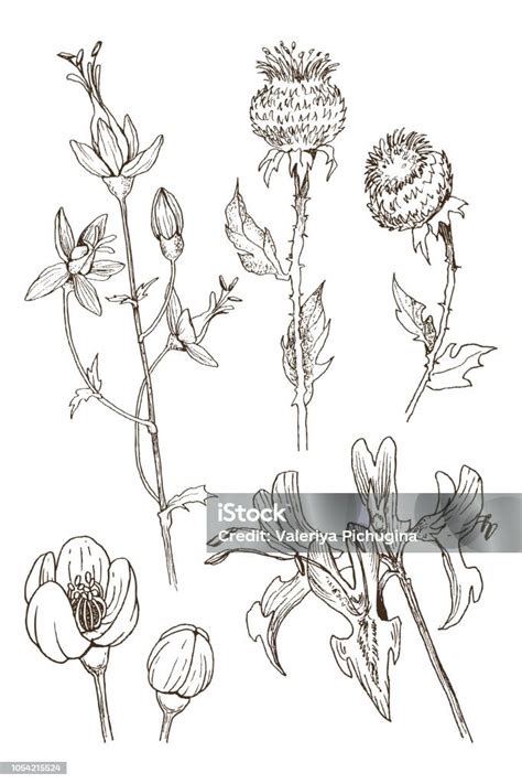 초본 및 야생 식물 베리 및 분기의 집합입니다 빈티지 식물 새겨진된 그림입니다 벡터 손으로 그린 자연 요소 스타일을 스케치