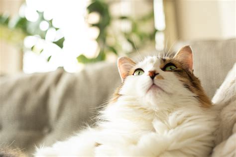 LAZY SUNDAY CATS On Behance