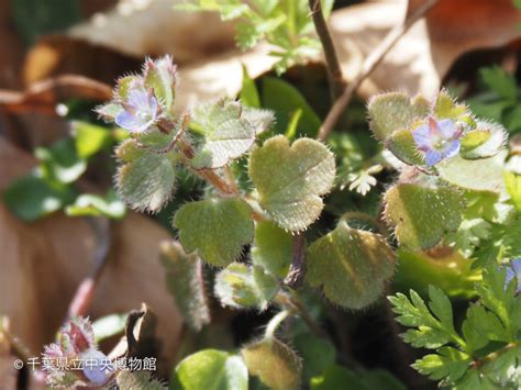 生態園の自然フラサバソウ花