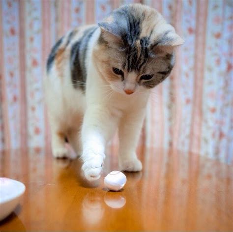 การเลือกซื้อน้องแมวและเลี้ยงน้องแมวยังไงให้ถูกวิธี ของเล่นของแมวและกระบะทรายแมว