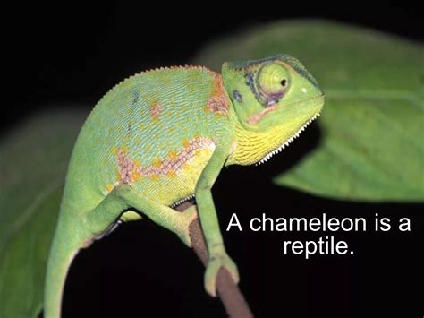 Reptiles Ppt Blog Ppt