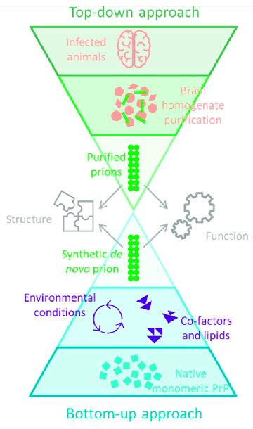 An Outline Of The Top Down And Bottom Up Approach For Investigating Download Scientific Diagram
