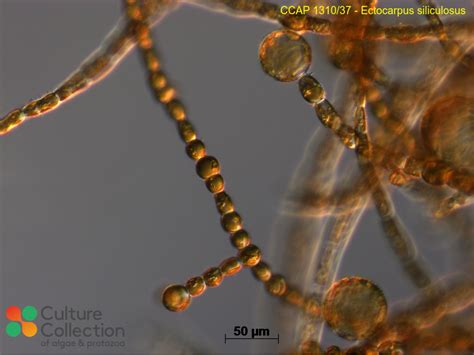 Ectocarpus Siliculosus