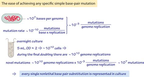 What Is The Mutation Rate During Genome Replication